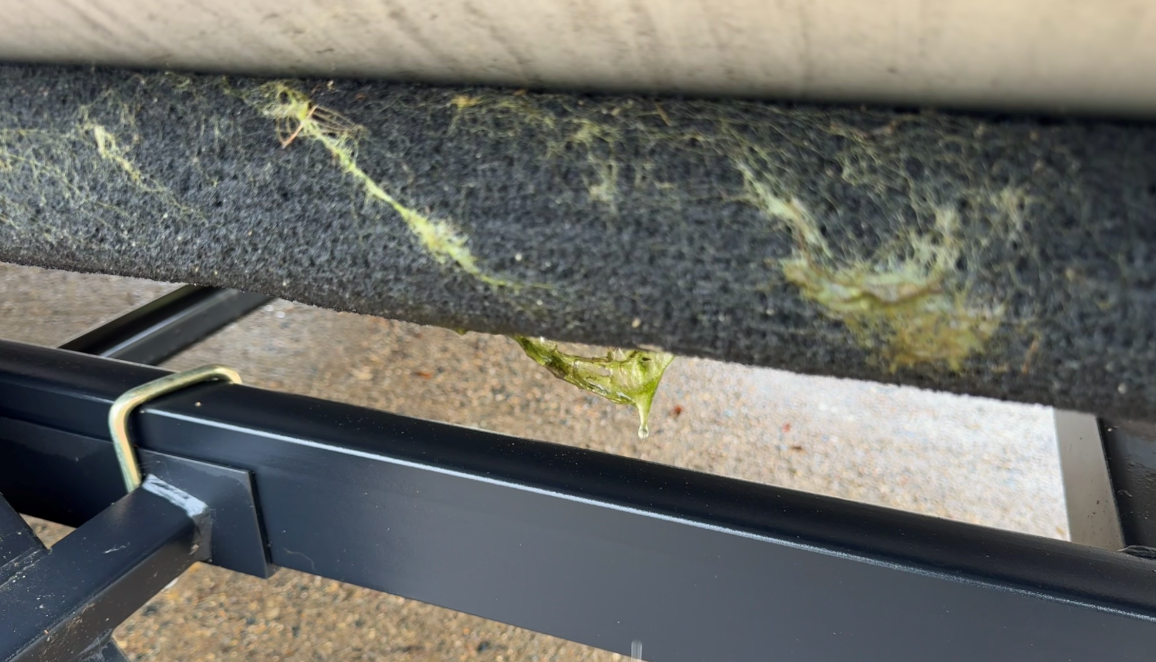 Carpet Boat Bunks and Invasive Species: What Every Boater Should Know ...